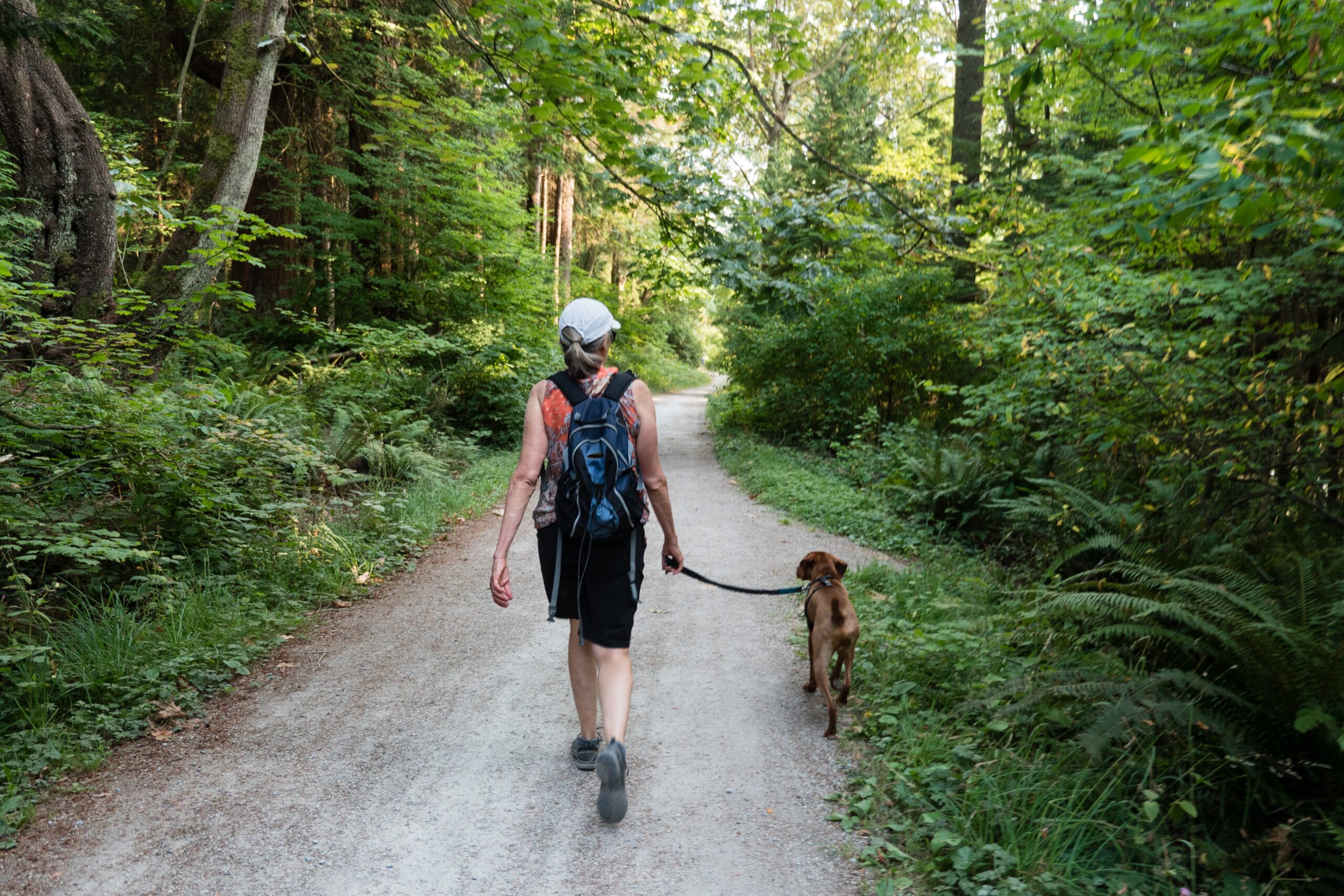 A Guide to Dog Walking Safety - Andover Animal Hospital